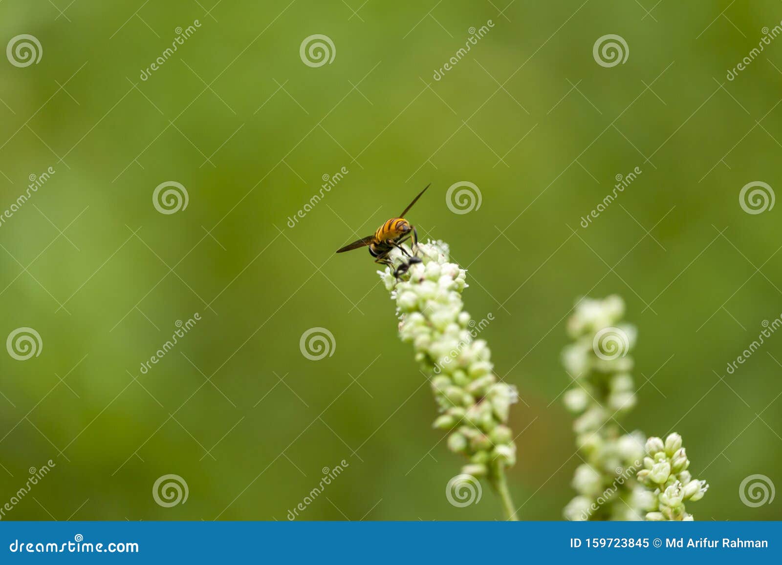 A Vimrul on the Wildflower with Green Background Stock Image - Image of ...