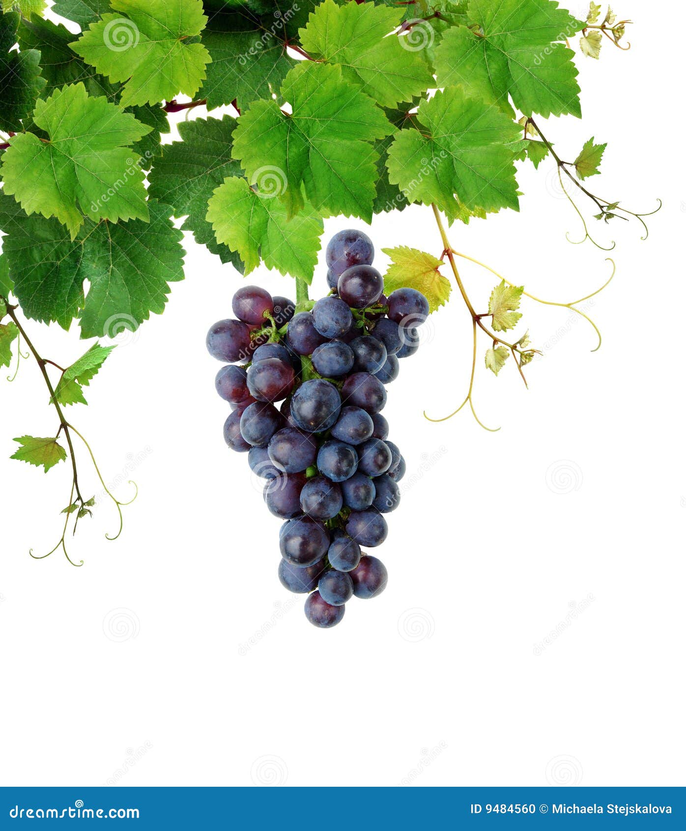 Vin De Vigne De Raisin De Batterie Photo stock - Image du nourriture ...