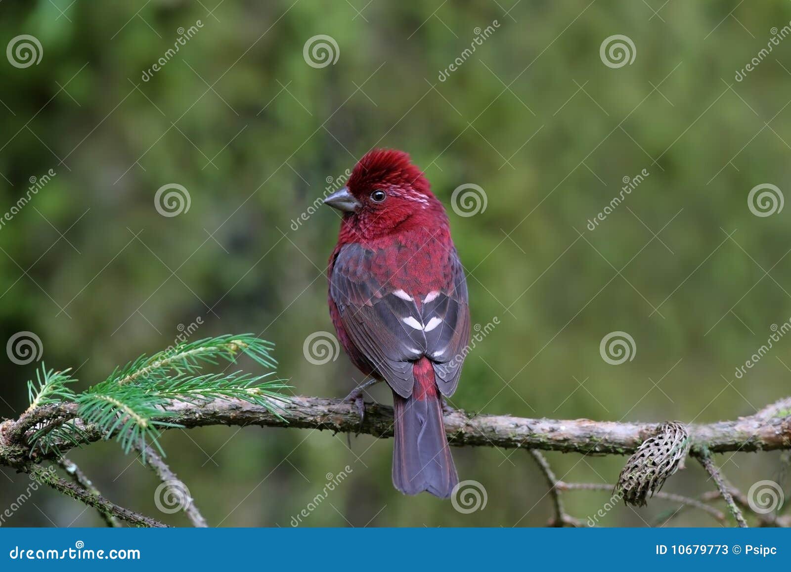 Vinacceus Rose Finch, Carpodacus Vinaceus Stock Image - Image of ...