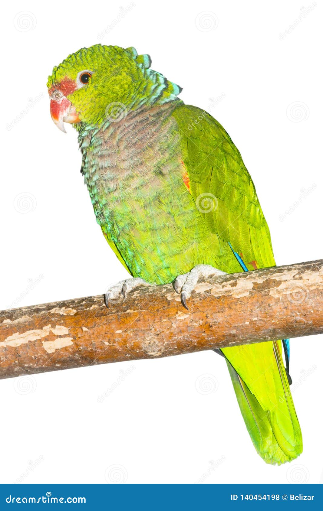 Vinaceous-breasted Amazon Parrot Stock Photo - Image of vinacea, tree ...