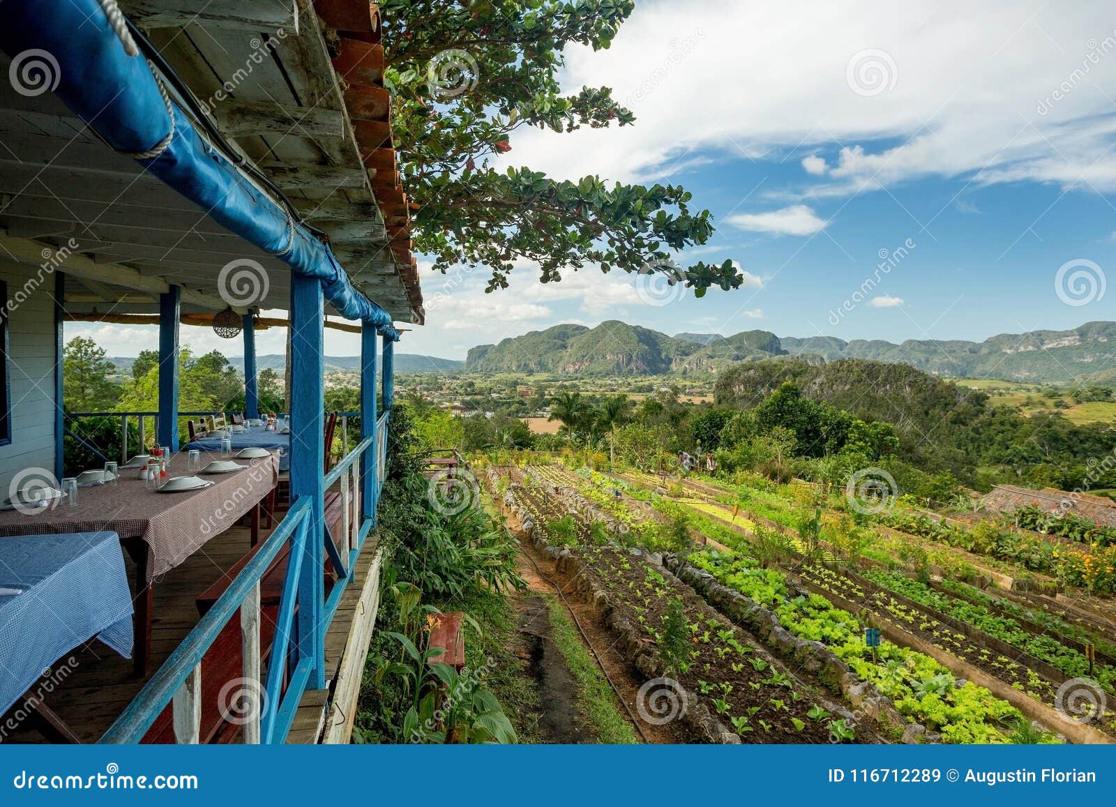Vinales, Cuba. Organic Farming Stock Image - Image of bull, hills ...