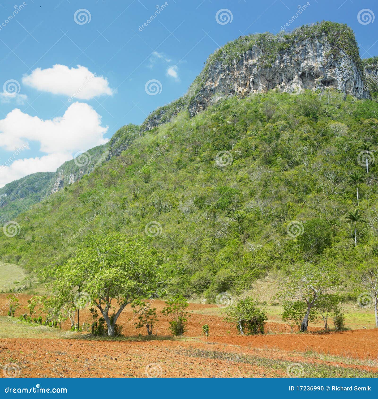 Vinales Valley stock photo. Image of plant, scenic, central - 17236990