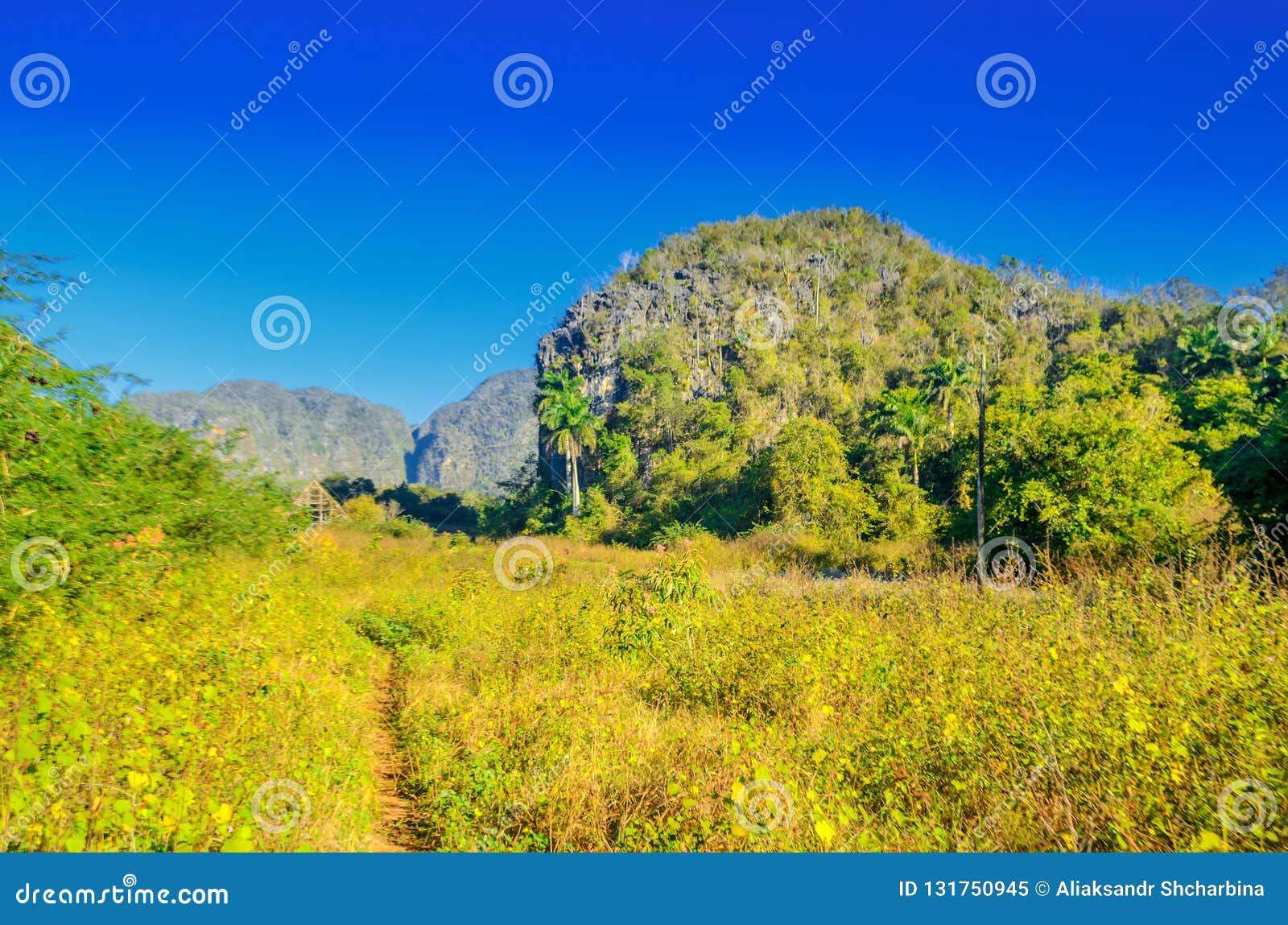 Cuba Countryside Province Sugar Cane Field With Gaucho Stock ...