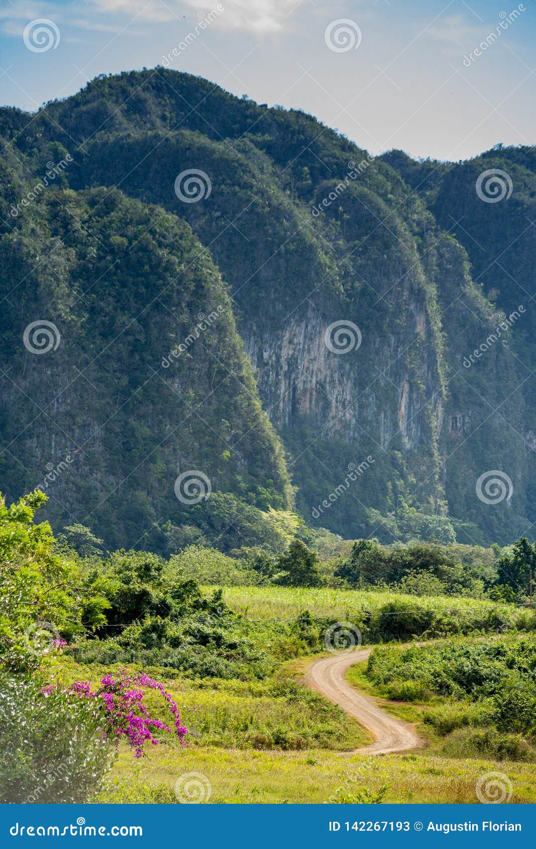 Vinales Valley, Cuba stock image. Image of park, rural - 142267193