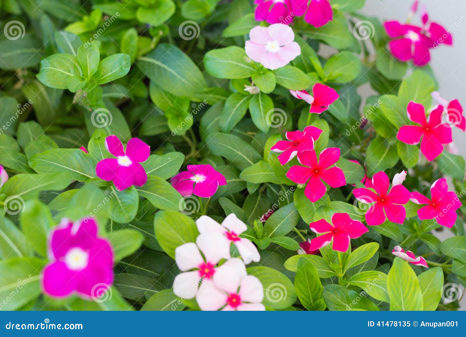Vinca Flower imagen de archivo. Imagen de pétalo, flor - 41478135