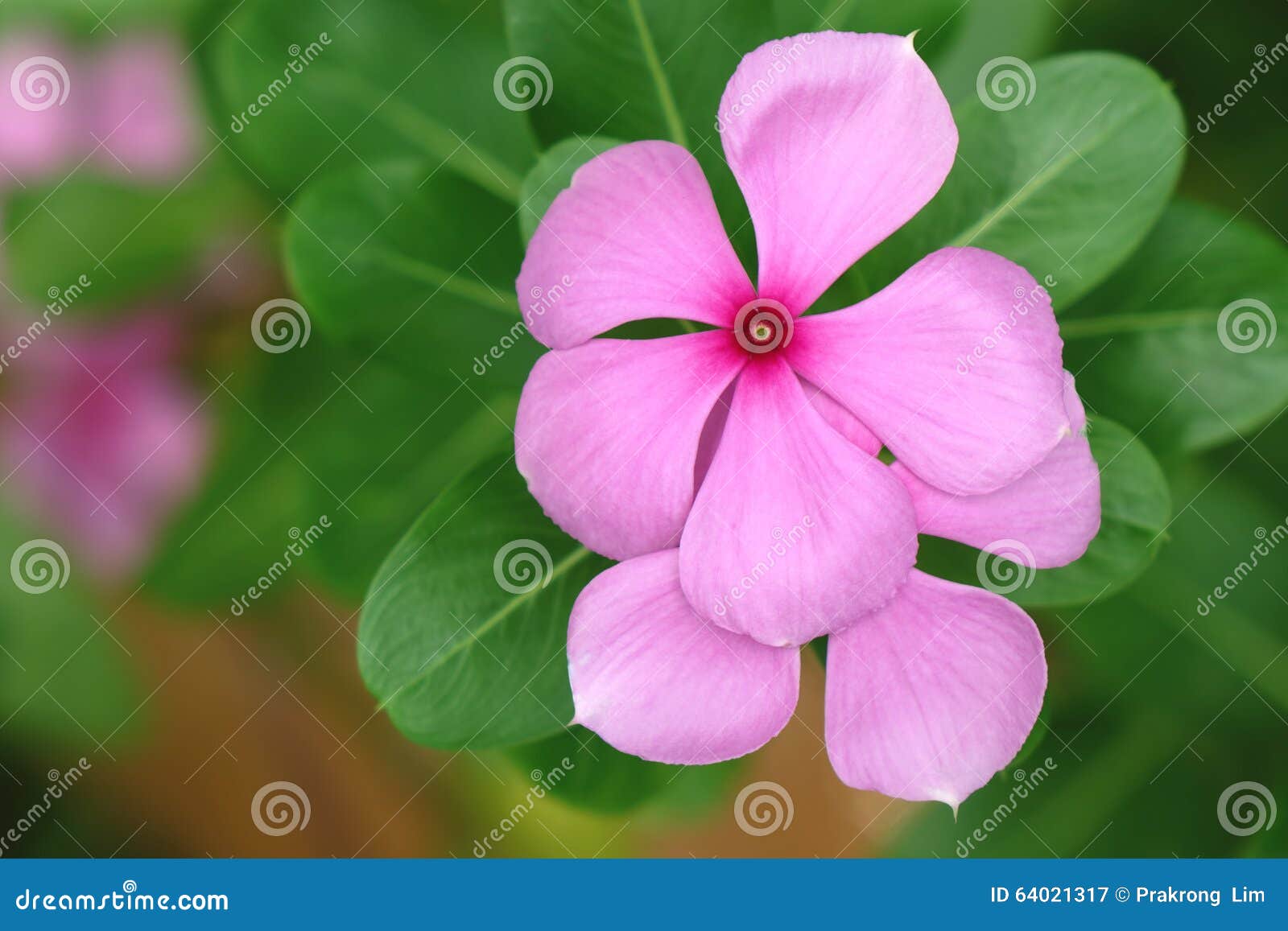 Vinca Flower stock afbeelding. Image of bloemblaadje - 64021317