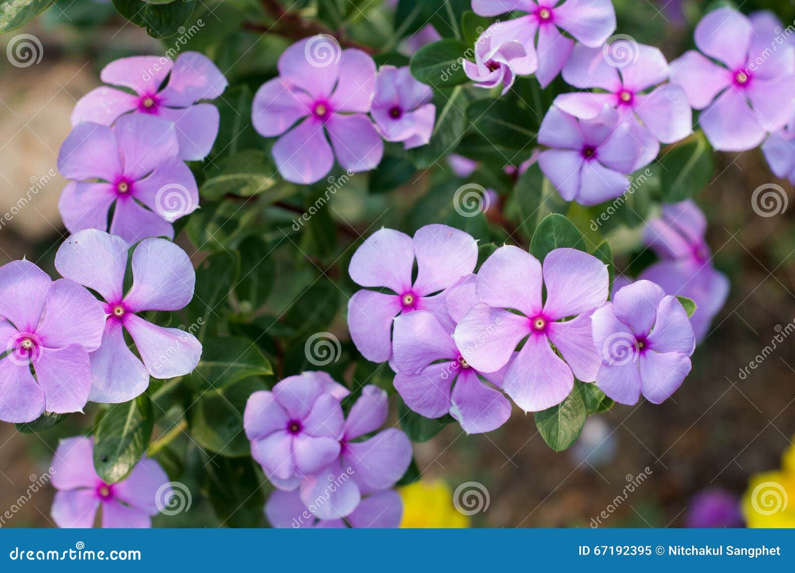 Vinca flower. stock image. Image of botany, close, closeup - 67192395
