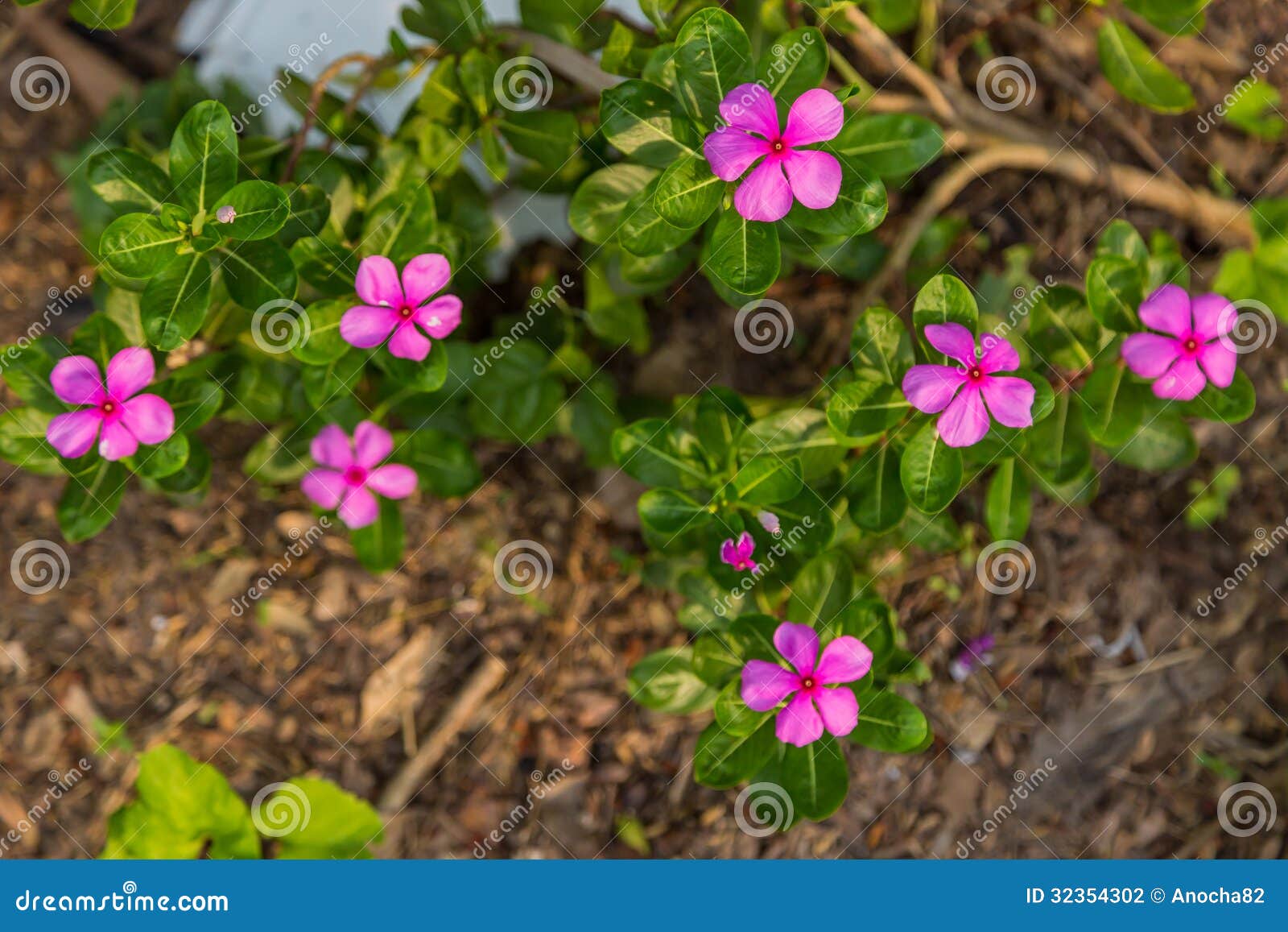Vinca flower stock photo. Image of earth, flower, floral - 32354302