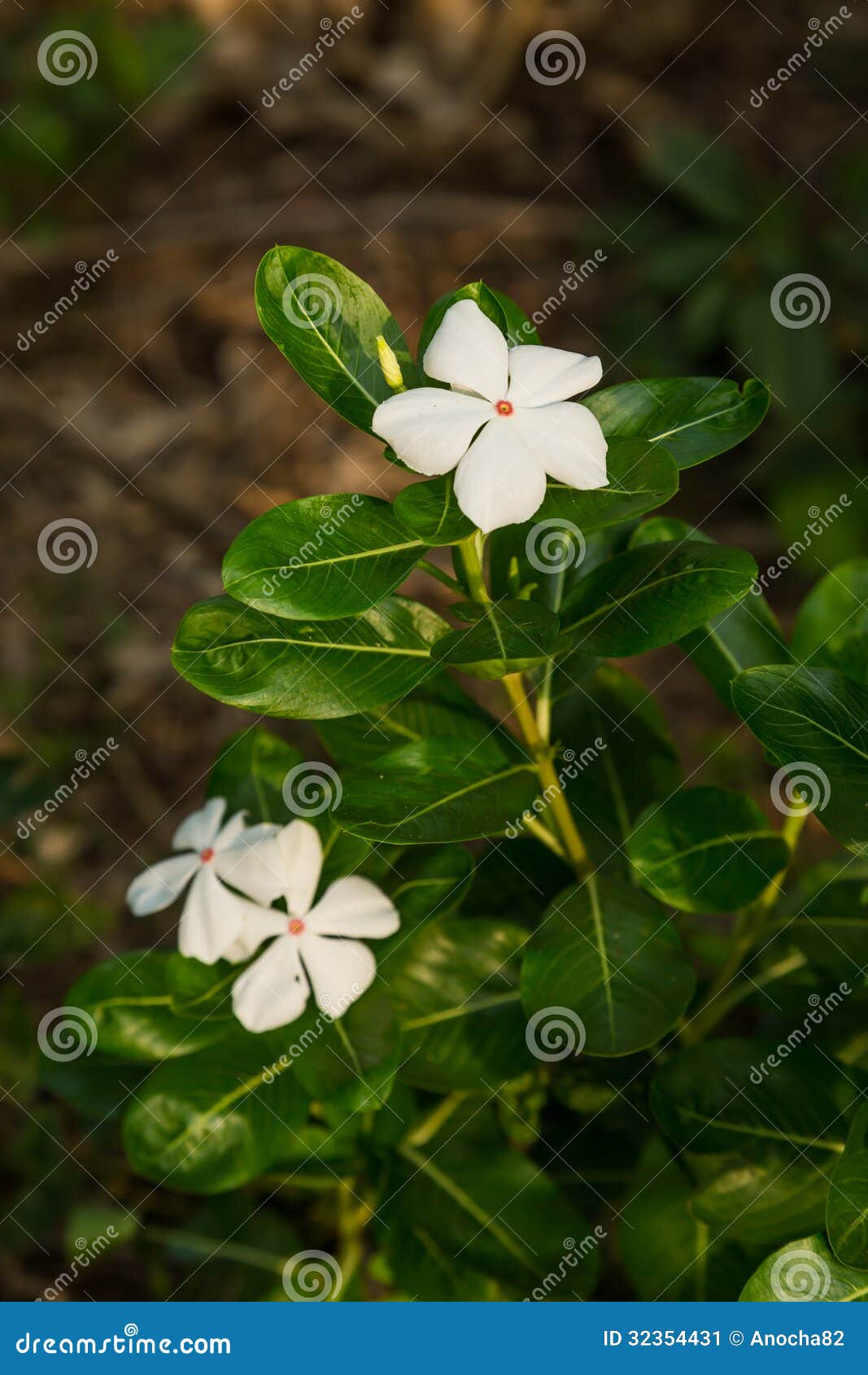 Vinca flower stock image. Image of floral, marriage, outdoors - 32354431
