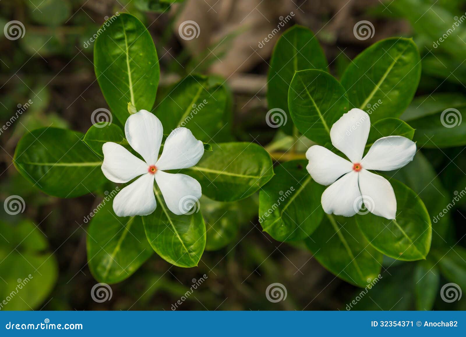 Vinca flower stock image. Image of natural, detail, marriage - 32354371