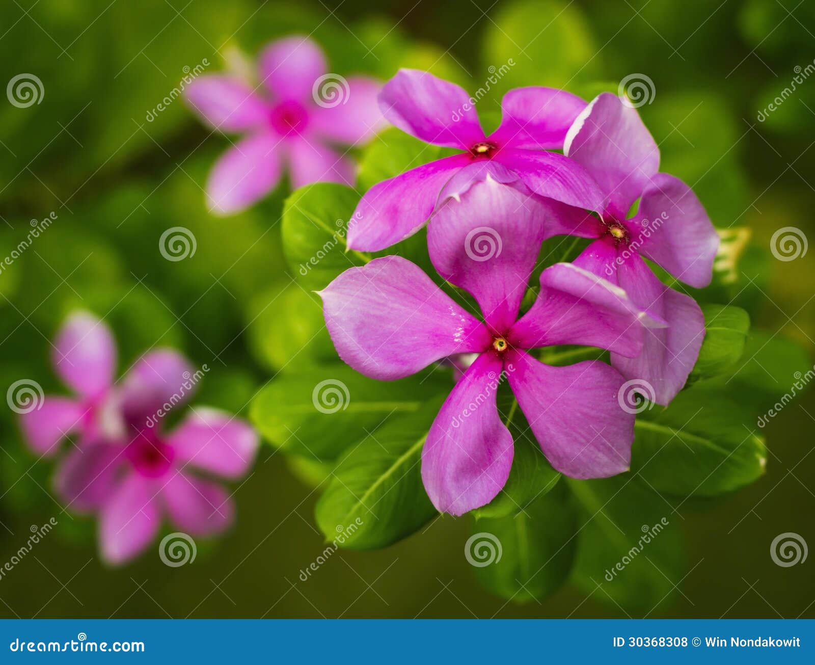 Vinca flowers stock photo. Image of petal, beautiful - 30368308