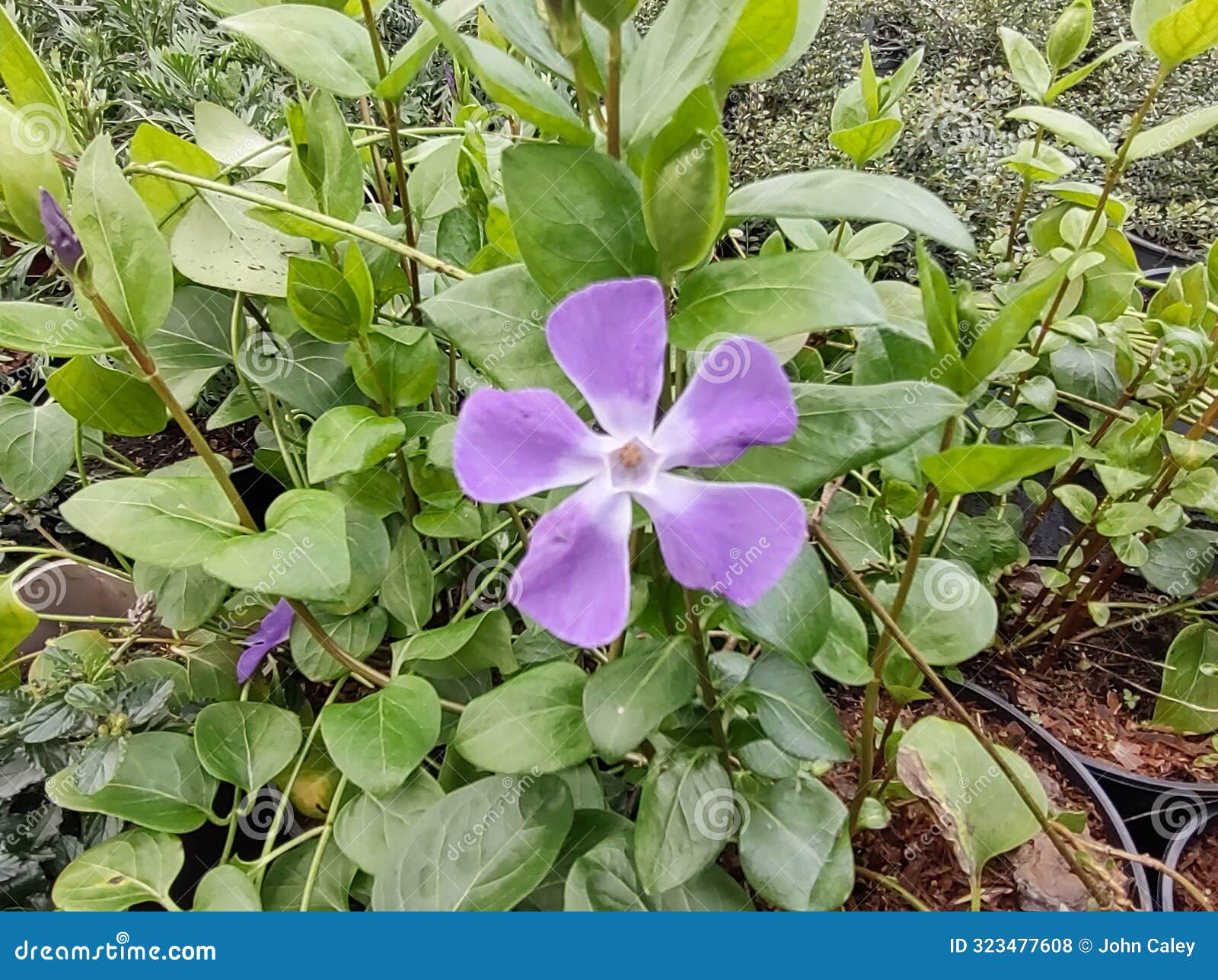 Vinca Major Variegata Leafs Stock Photo | CartoonDealer.com #7687866
