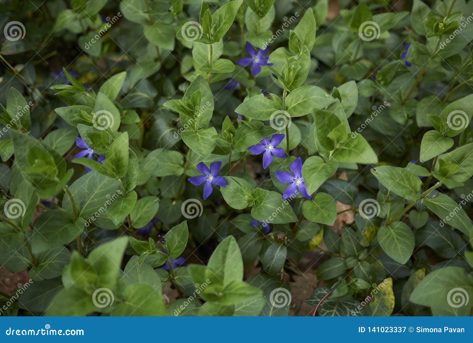 Vinca major in bloom stock image. Image of foliage, bloom - 141023337