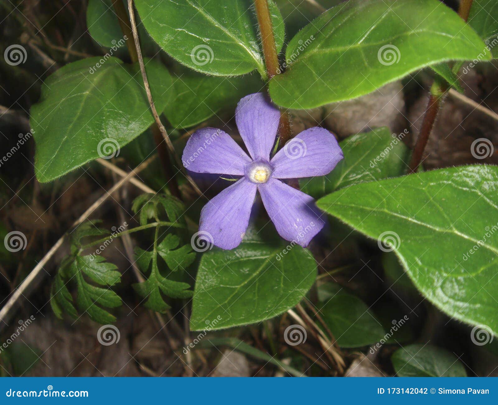 Vinca mayor en flor foto de archivo. Imagen de flora - 173142042