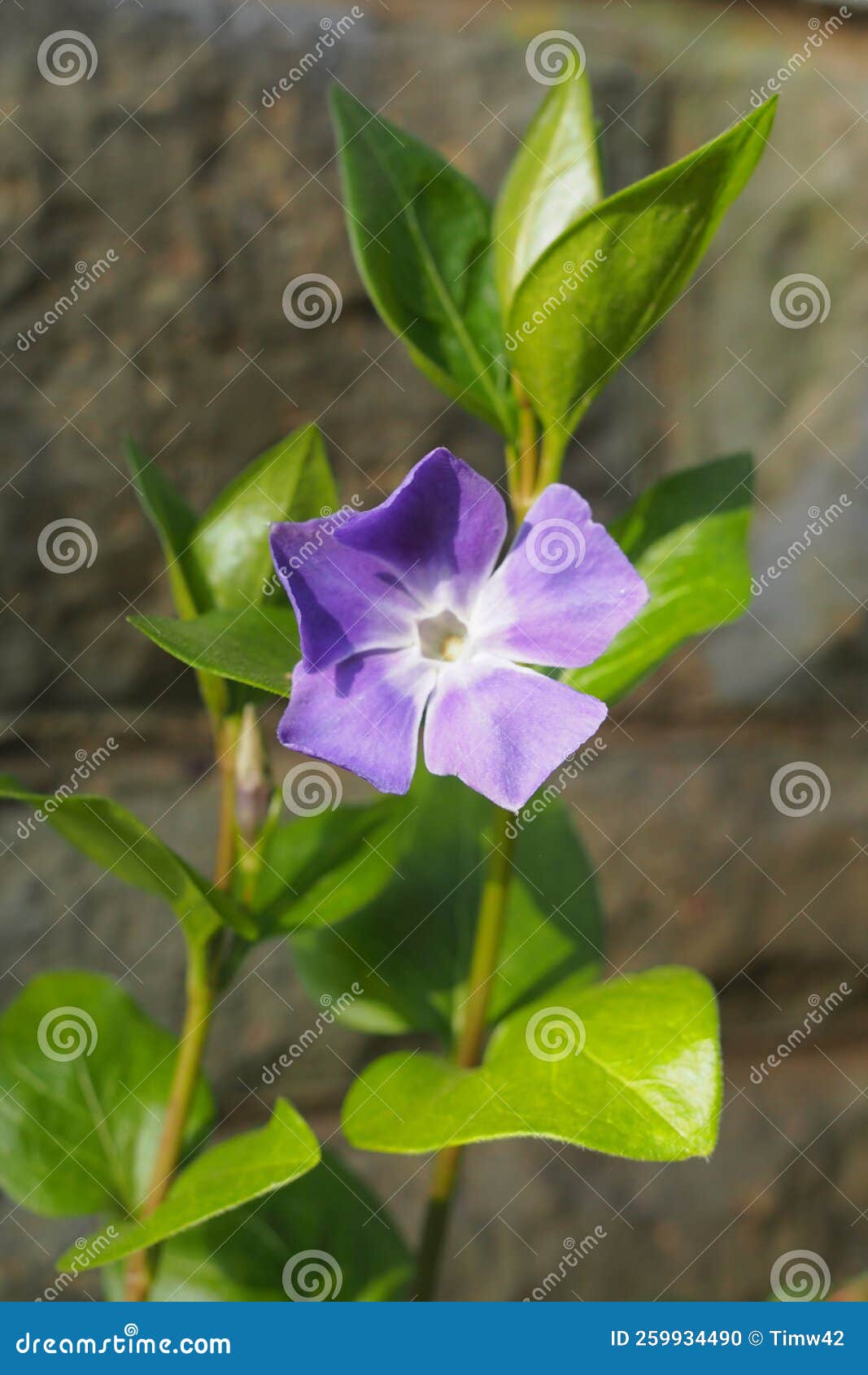 Vinca Mayor Perwinkle Con Flor Violeta Foto de archivo - Imagen de azul ...