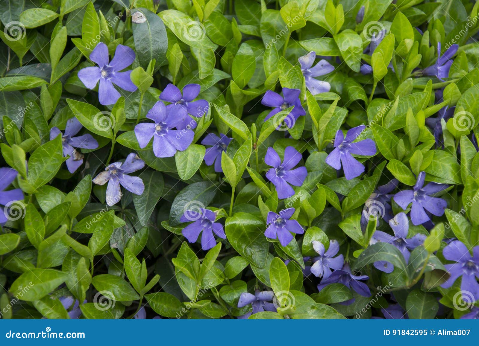 Vinca minor stock image. Image of foliage, myrtle, detail - 91842595