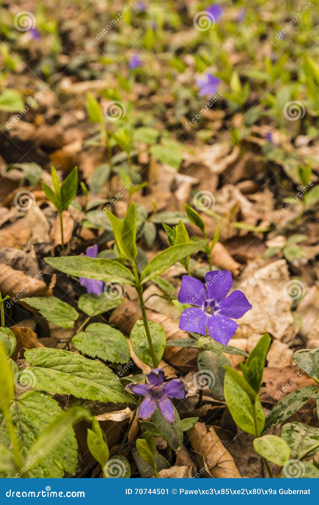 Vinca minor L. stock image. Image of flower, perigonium - 70744501