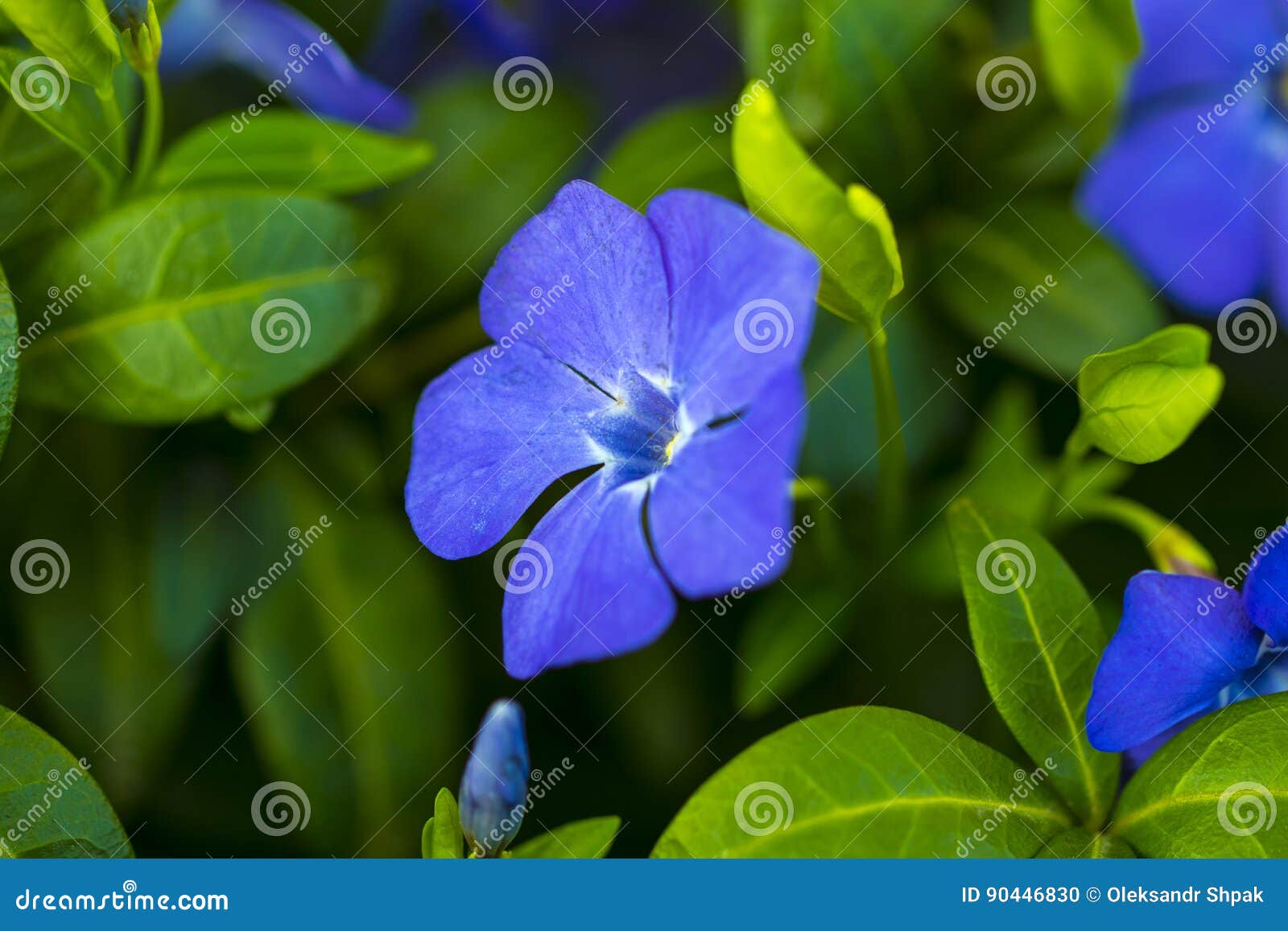 Vinca Minor L. - Lesser Periwinkle, Dwarf Periwinkle, Small Periwinkle ...