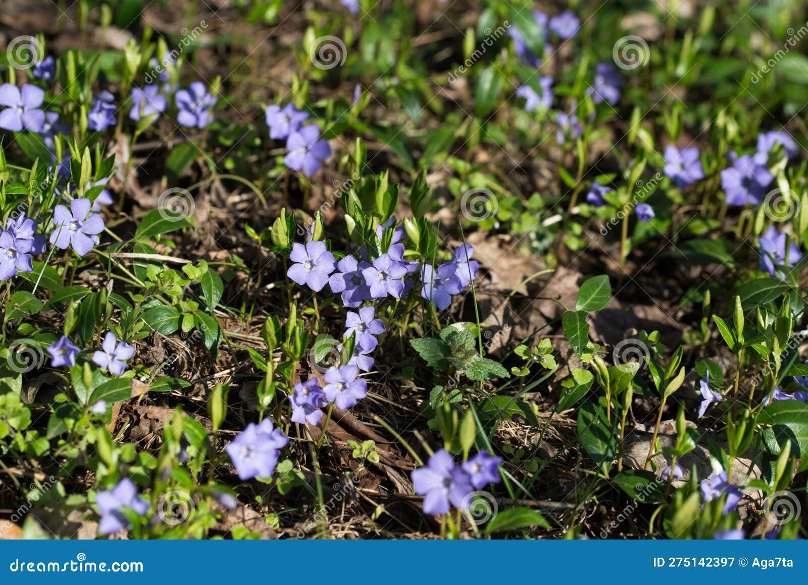 Vinca Minor, Lesser Periwinkle Violet Flowers Selective Focus Stock ...