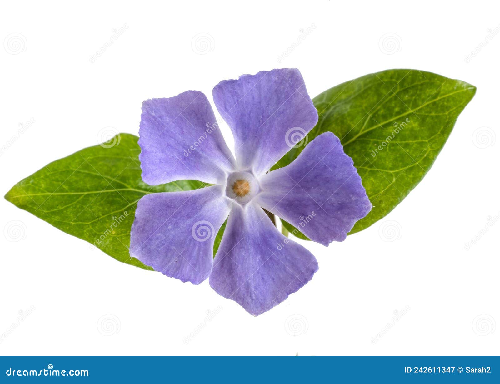 Vinca, Periwinkle Flower and Leaf, Closeup and Isolated on White ...