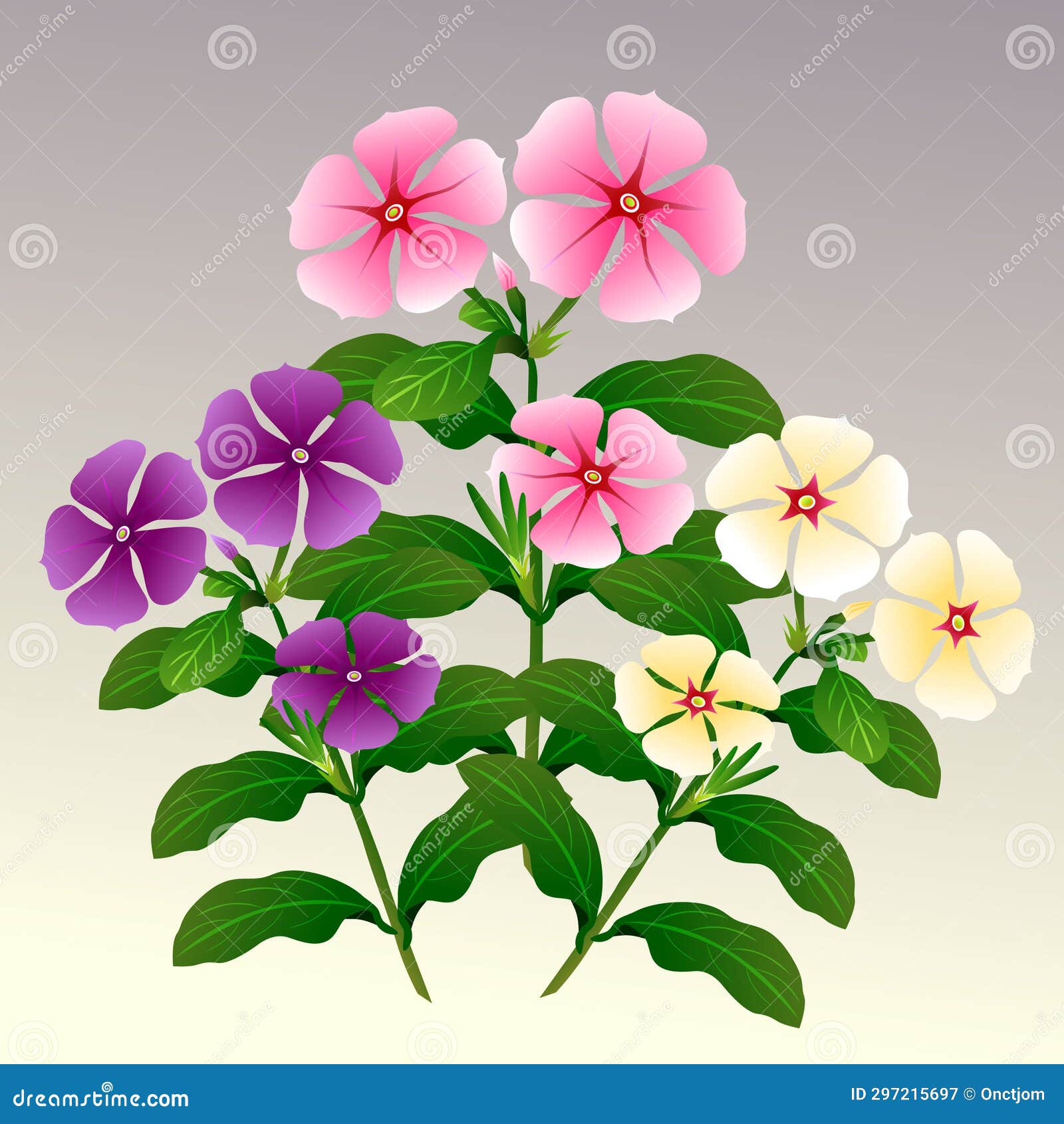 Madagascar Periwinkle Or Catharanthus Roseus Isolated On White ...