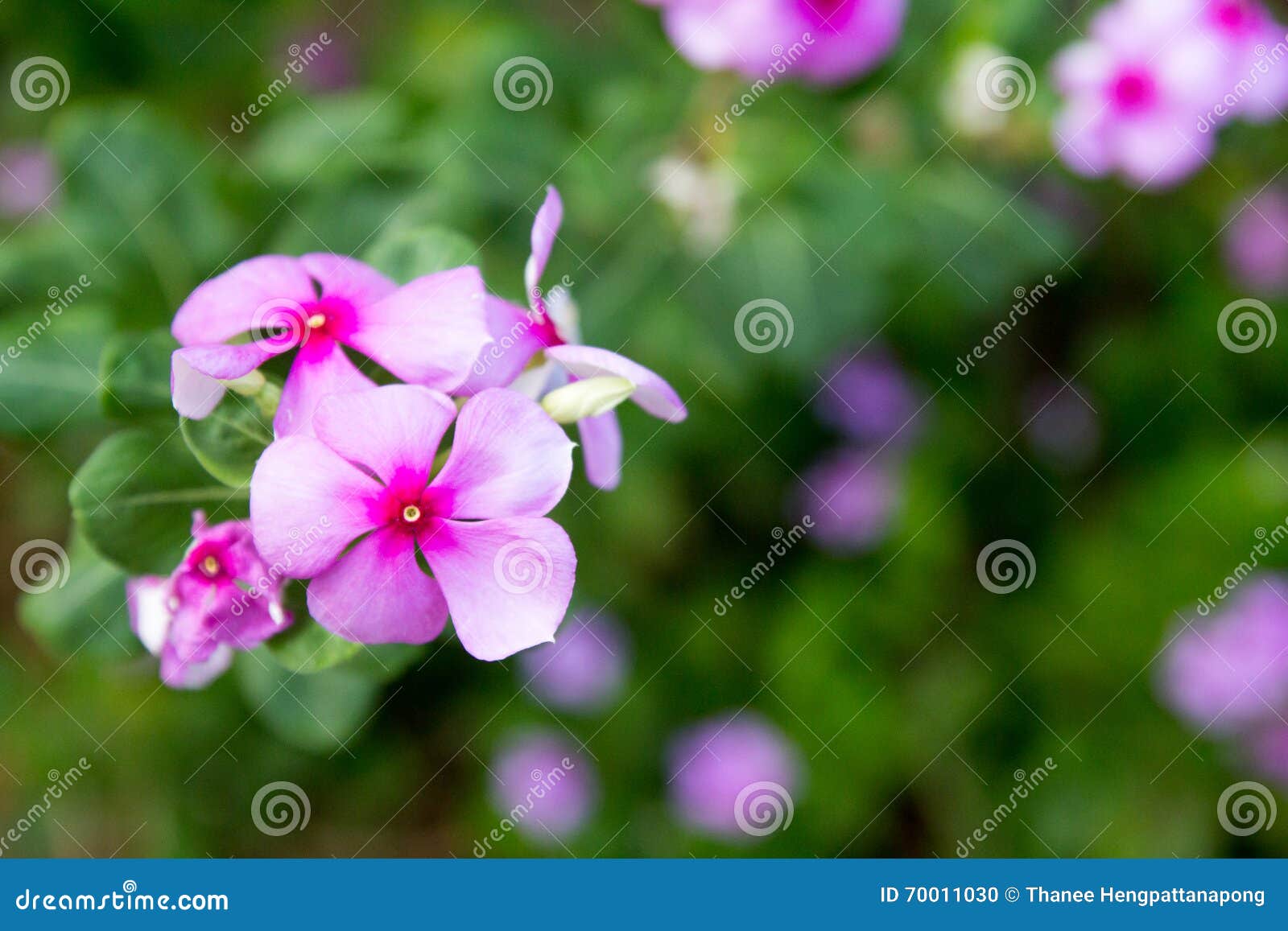 Vinca, violet flower stock photo. Image of petal, spring - 70011030