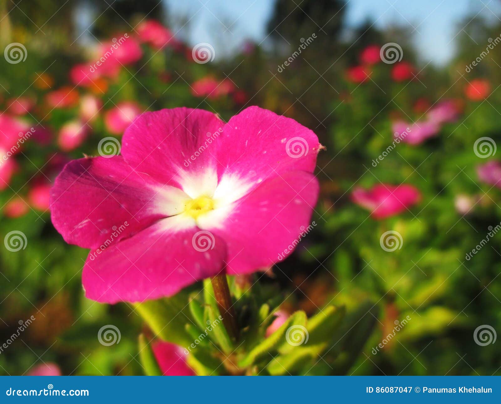 Vinca, violet flower stock image. Image of green, pink - 86087047