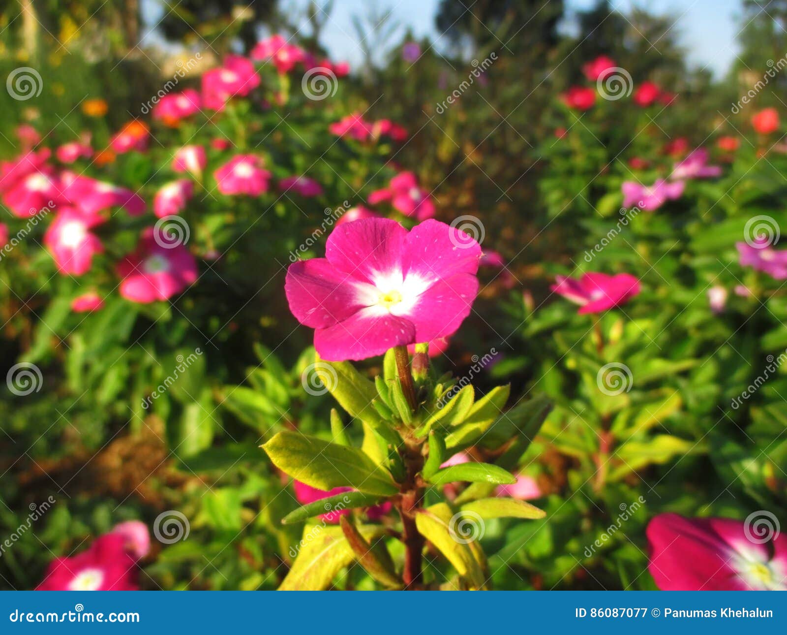 Vinca, violet flower stock image. Image of madagascar - 86087077
