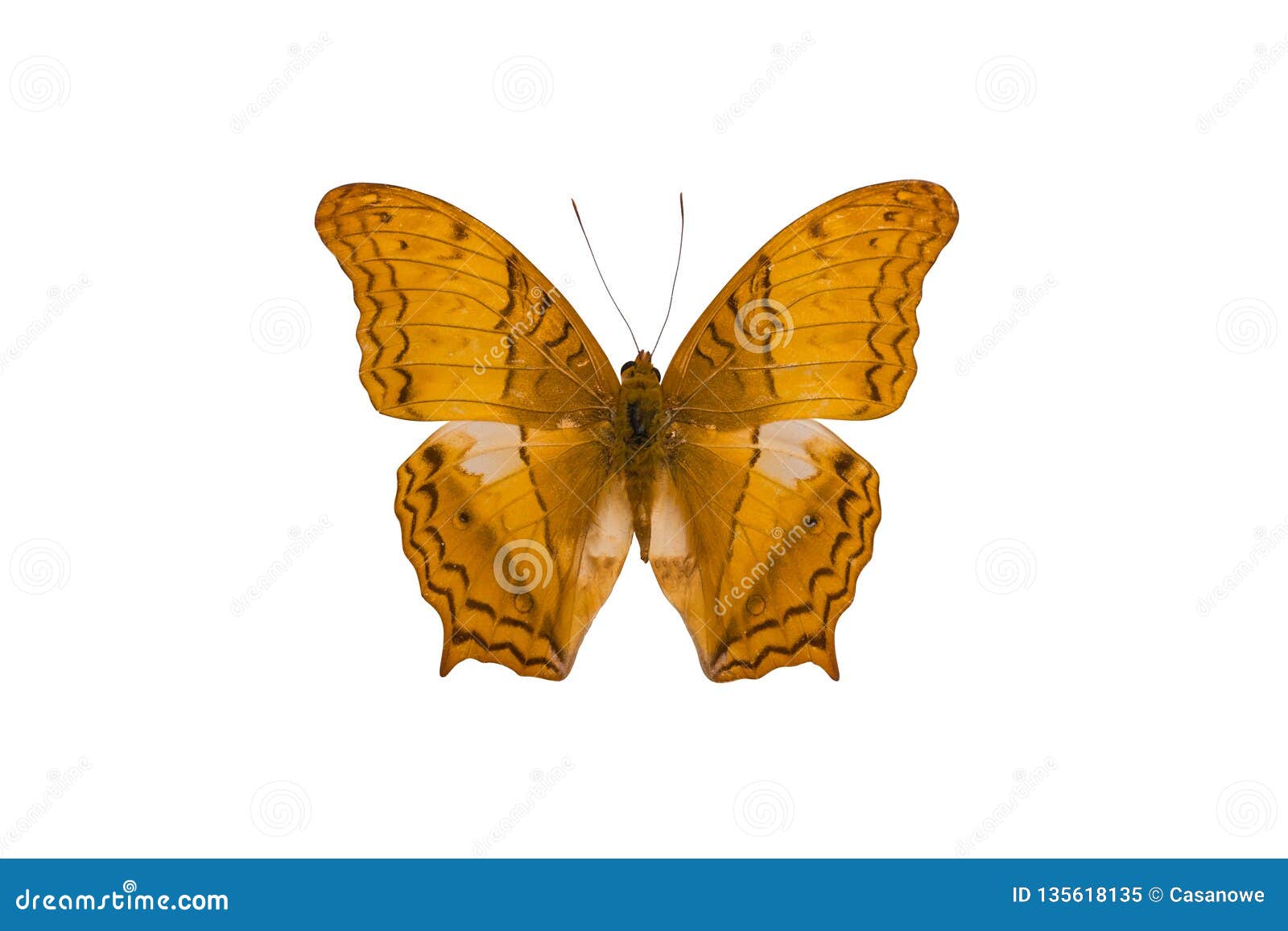 Vindula Erota Butterfly Isolated On White Background Royalty-Free Stock ...