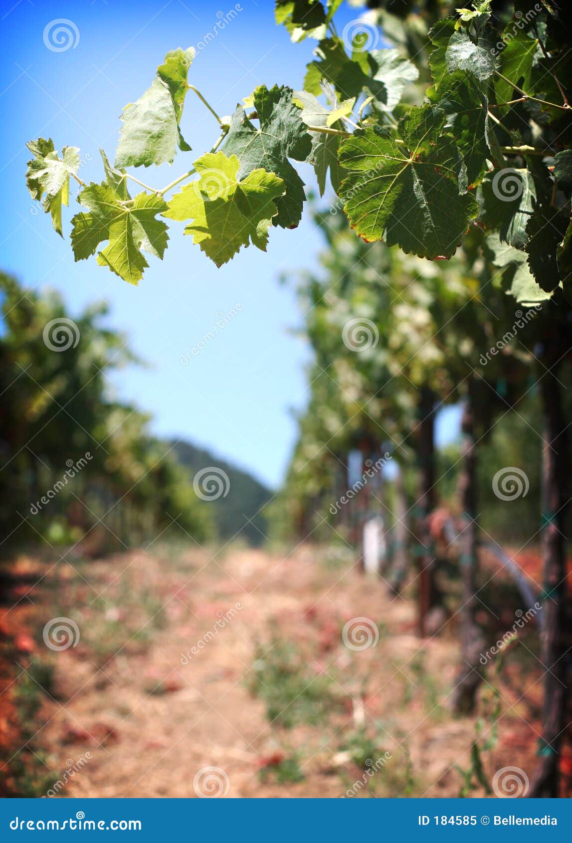 Of the Vine stock image. Image of agriculture, industries - 184585