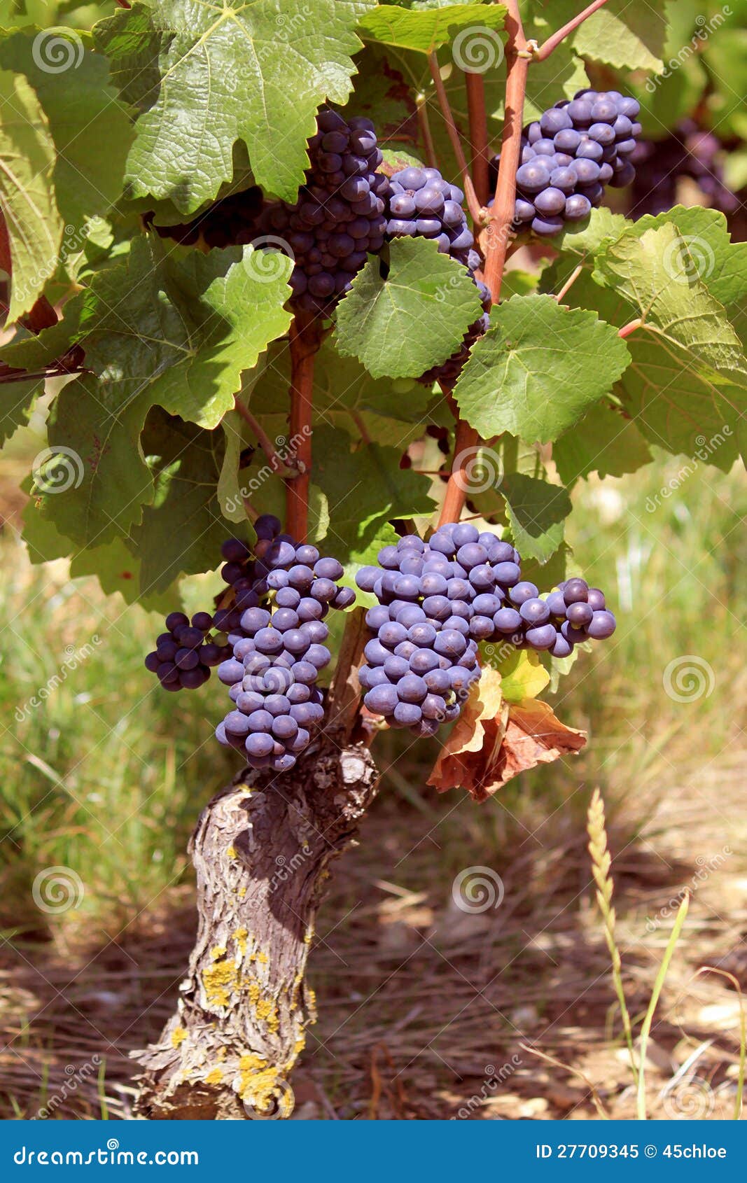 Vine stock image. Image of viticulture, vines, vineyards - 27709345