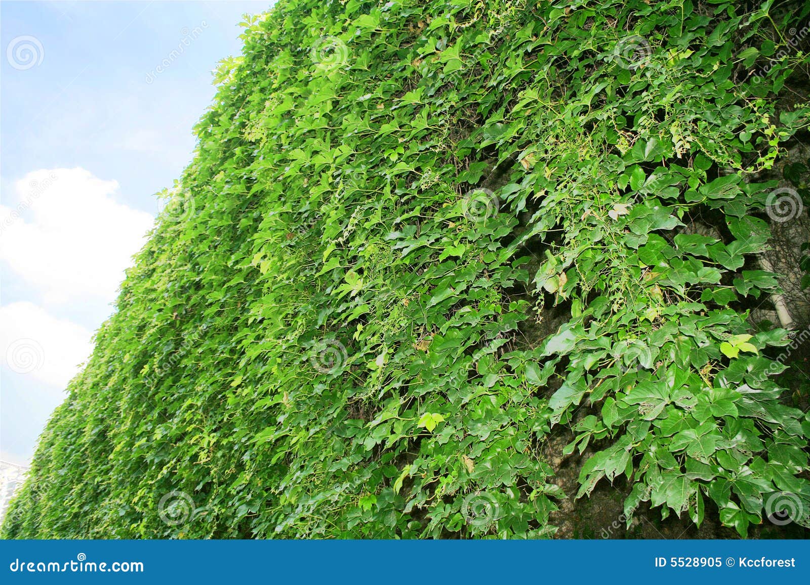 Vine Picture. Image: 5528905