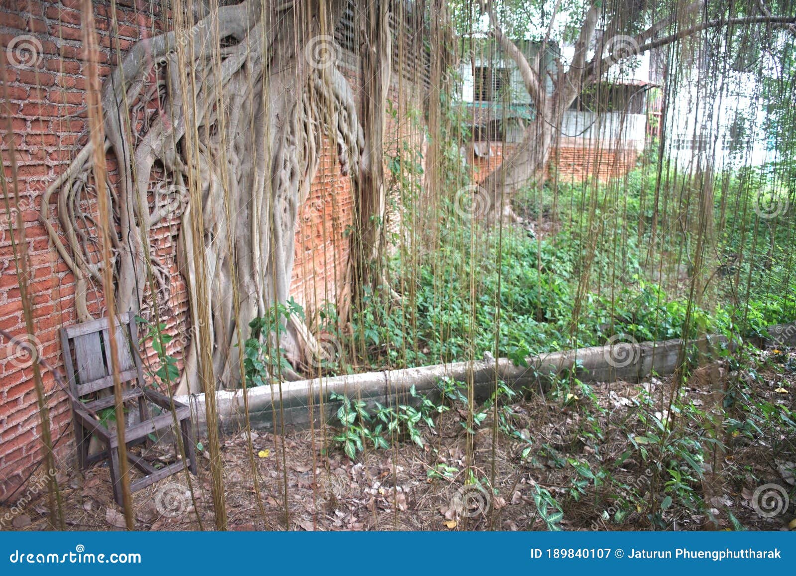 The Vine and the Ancient Tree in the City Stock Image - Image of famous ...