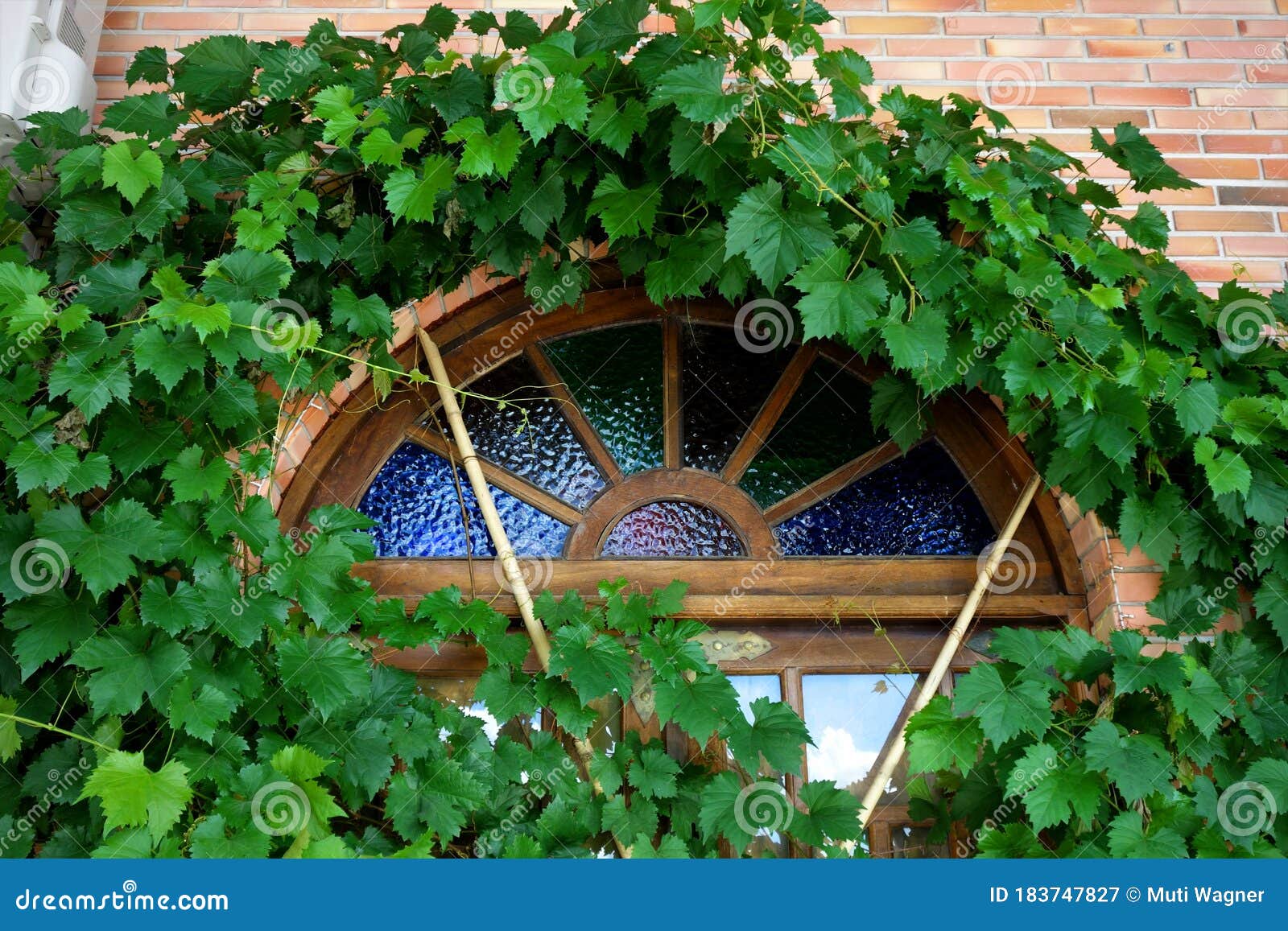Grapevine window stock image. Image of grapevine, vine - 183747827
