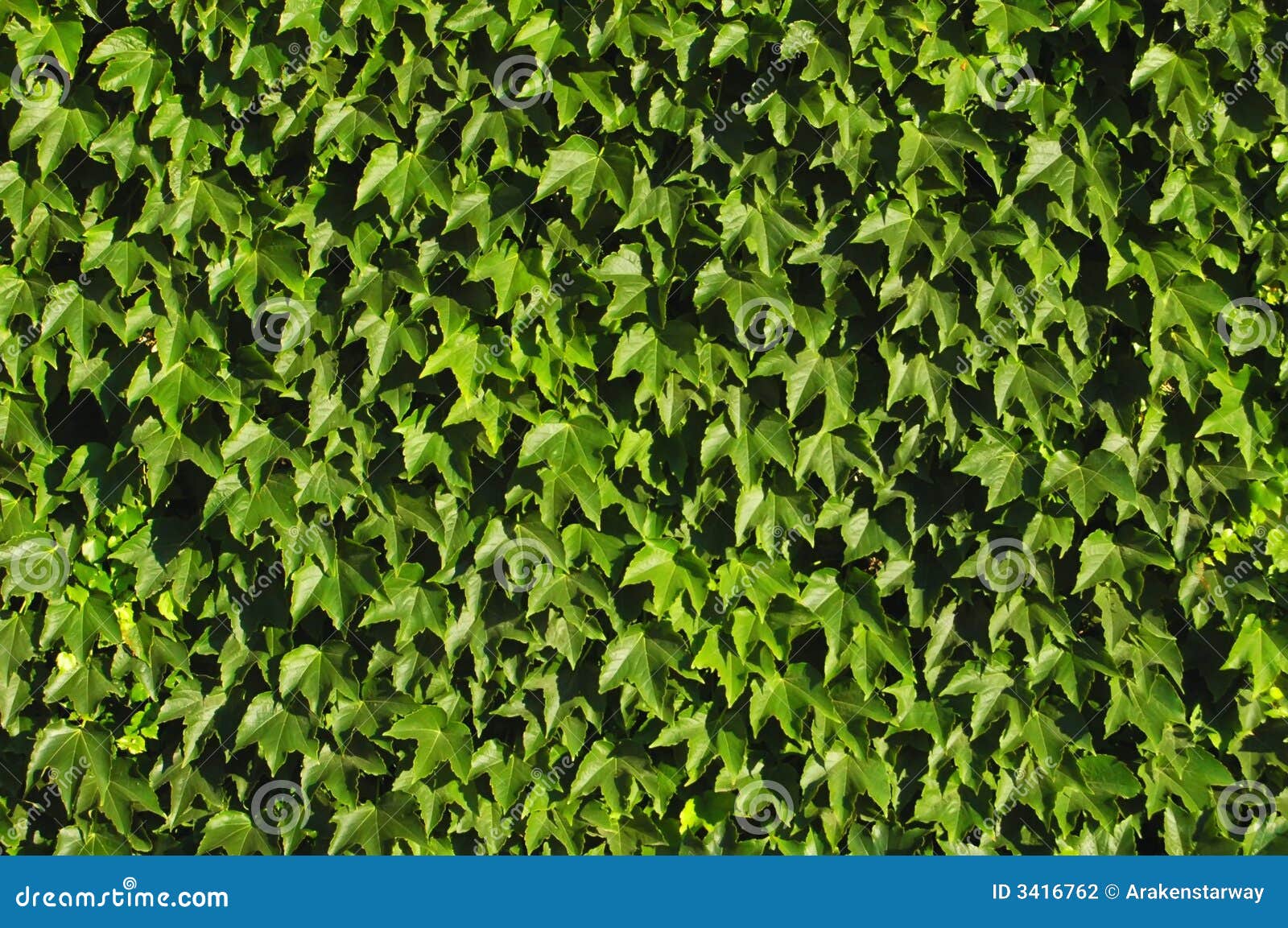 Vine Background stock photo. Image of mistle, green, fresh - 3416762