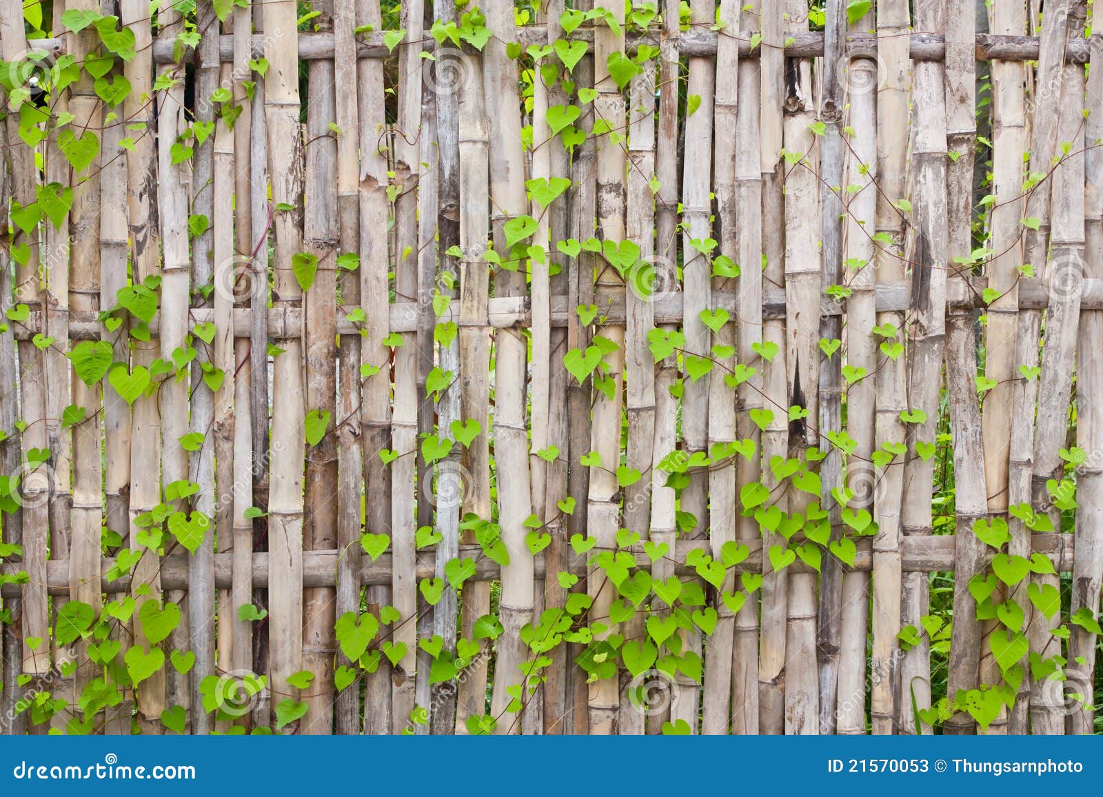 Vine on bamboo wall stock image. Image of forest, line - 21570053