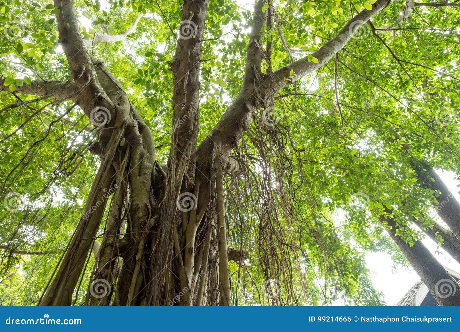 Vine on the big tree stock photo. Image of vine, grunge - 99214666