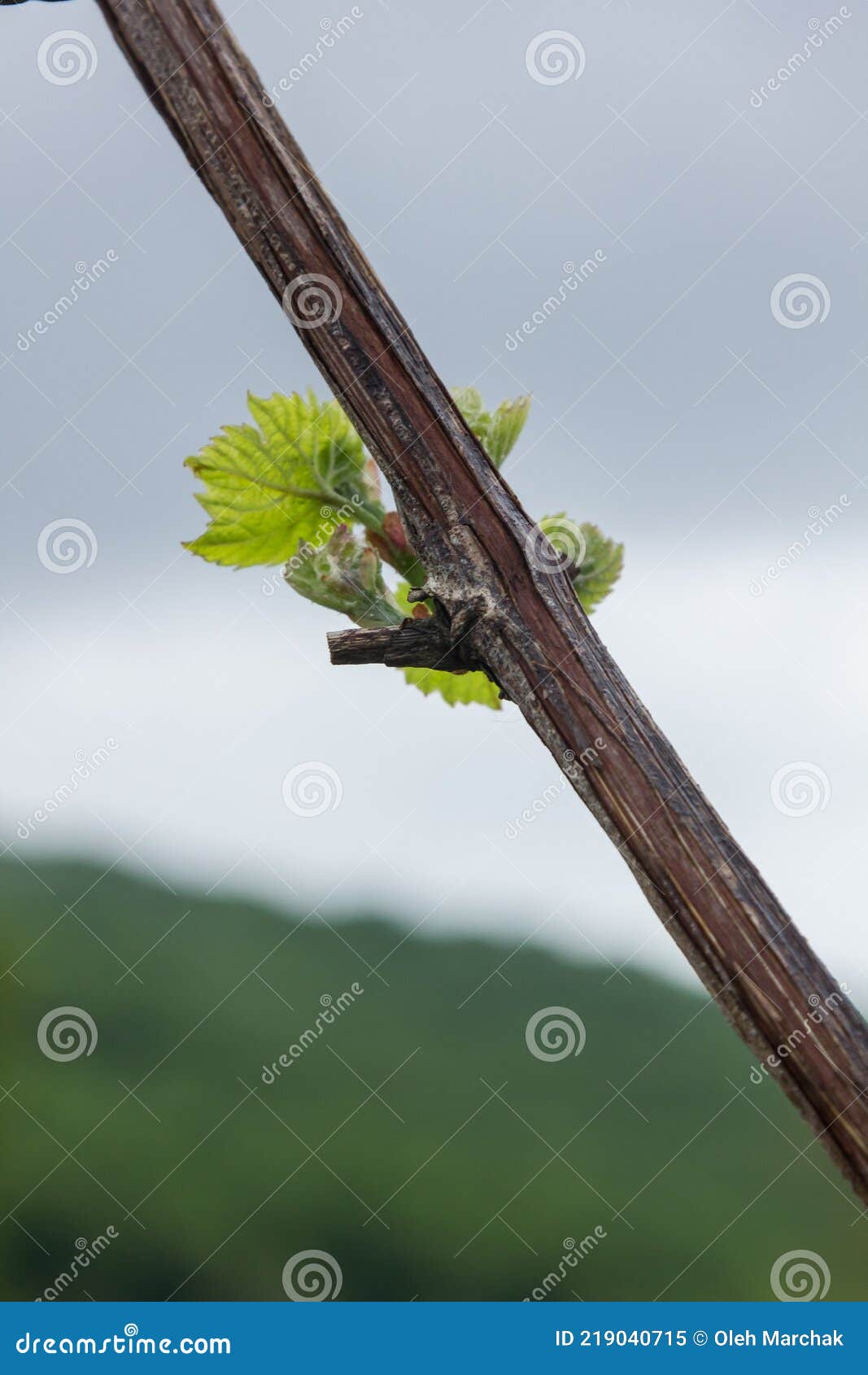 The vine blooms in spring stock image. Image of grape - 219040715