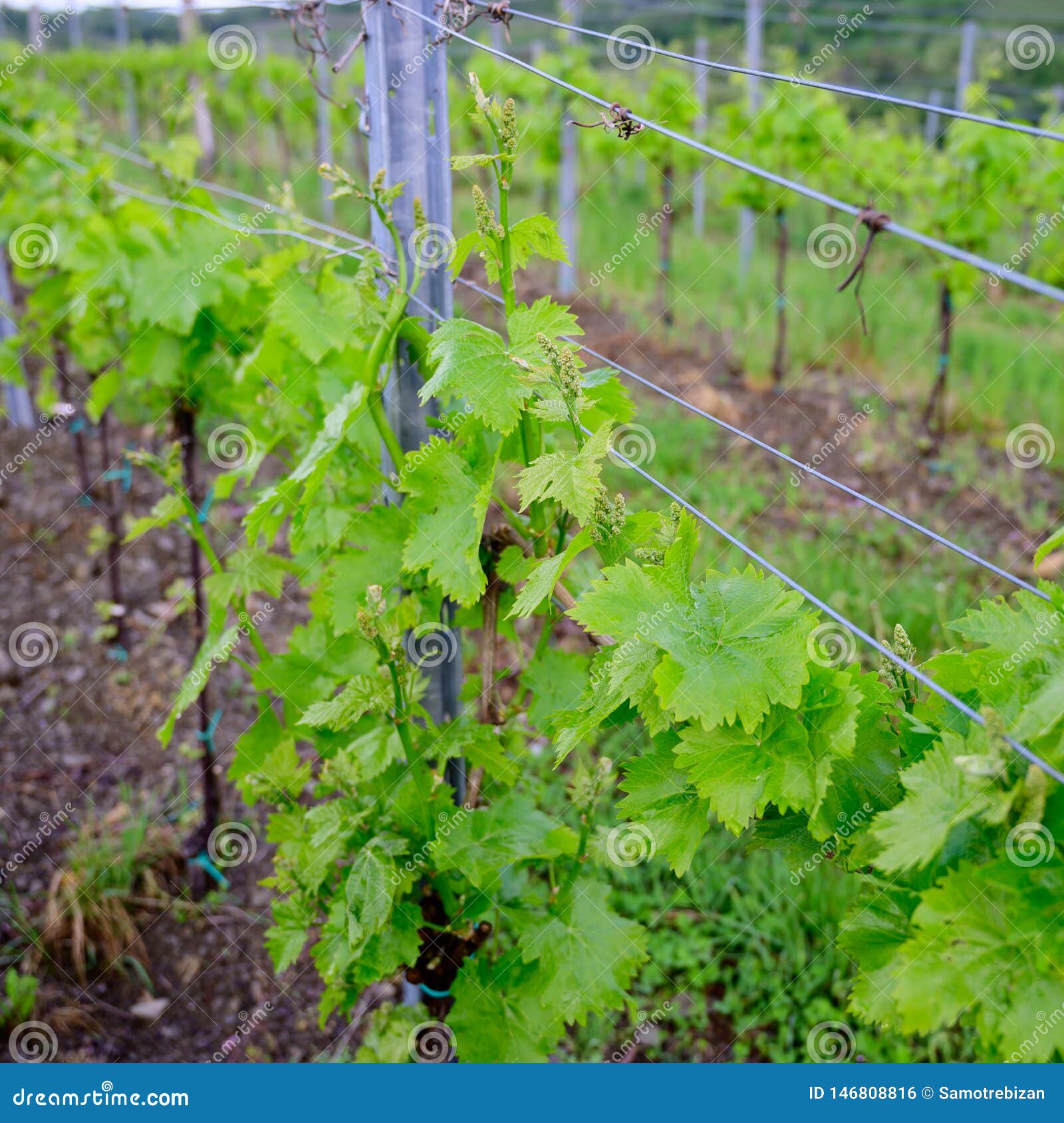 Vine Branch with Blossoms Ine Early Spring in Vineyard Stock Photo ...