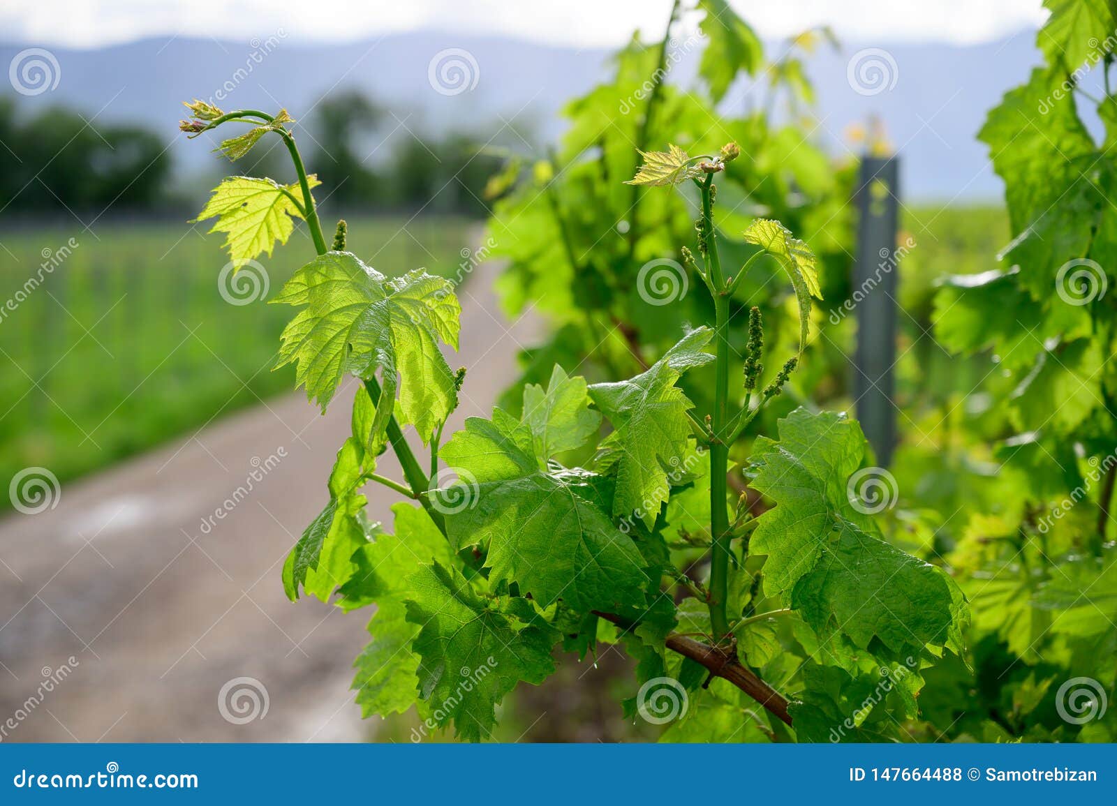 Vine Branch with Blossoms Ine Early Spring in Vineyard Stock Photo ...