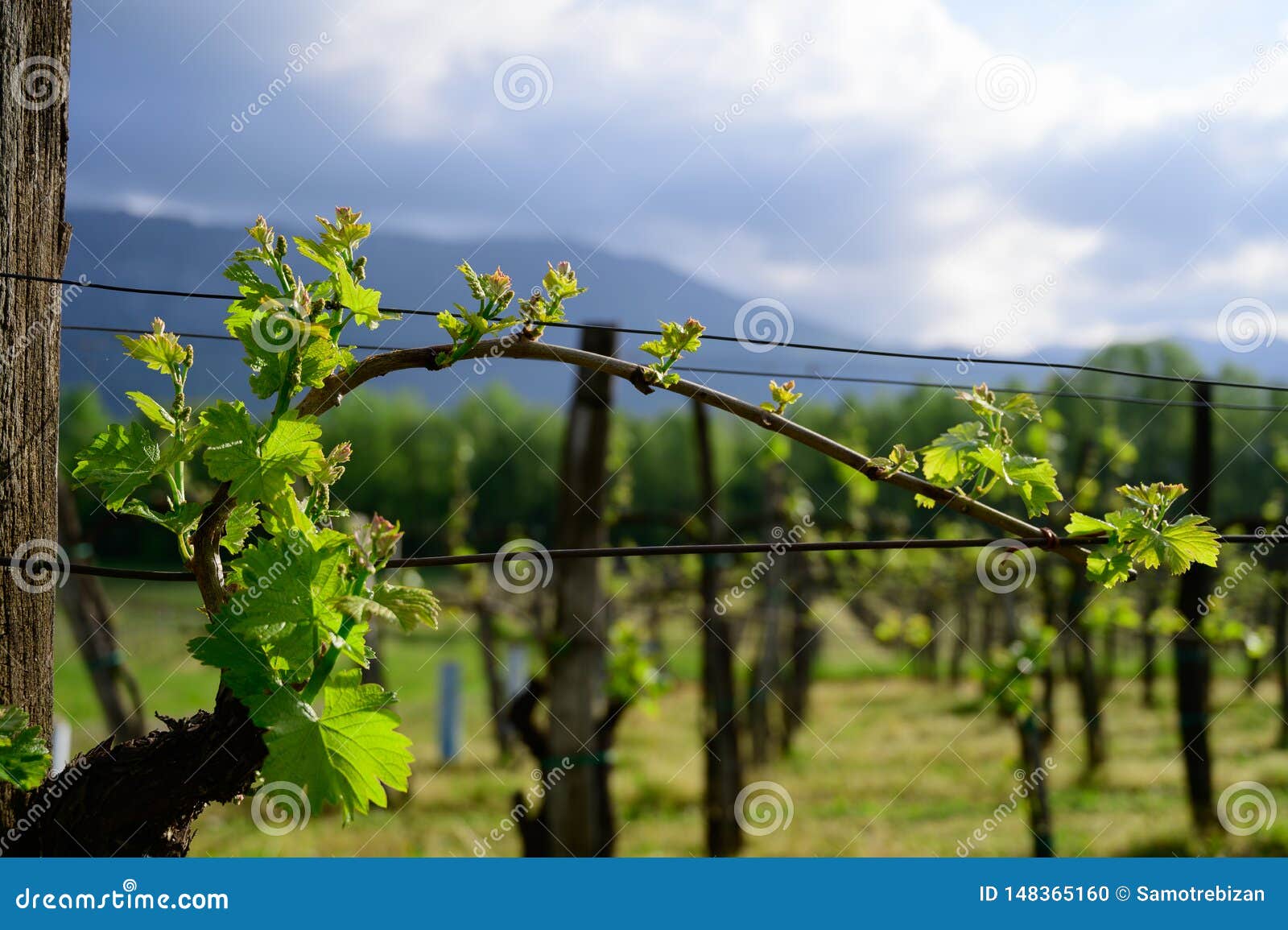 Vine Branch with Blossoms Ine Early Spring in Vineyard Stock Photo ...