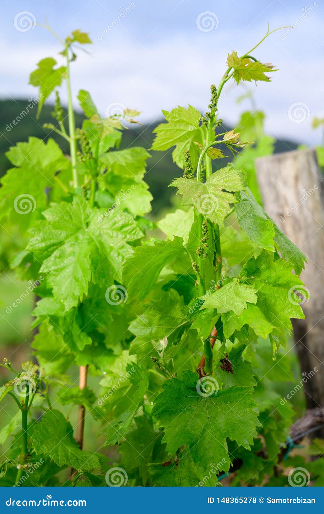 Vine Branch with Blossoms Ine Early Spring in Vineyard Stock Photo ...
