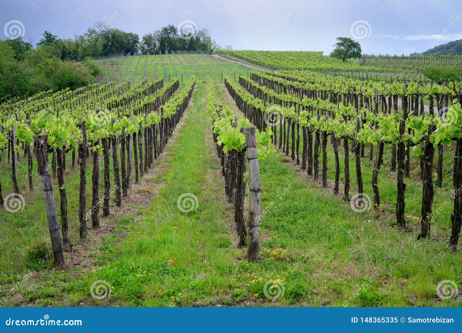 Vine Branch with Blossoms Ine Early Spring in Vineyard Stock Image ...