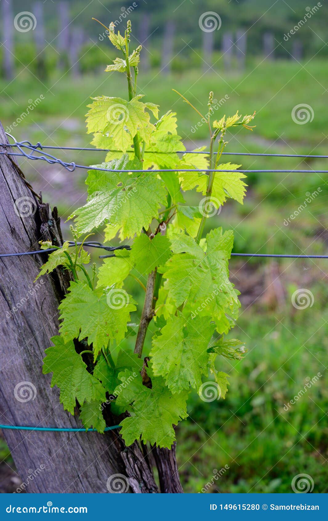 Vine Branch with Blossoms Ine Early Spring in Vineyard Stock Photo ...