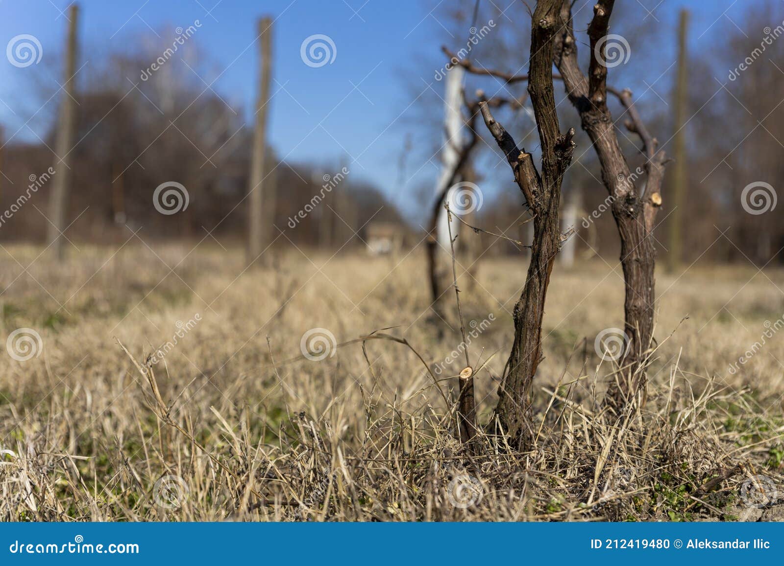 Vine Branch in Vineyard at the Begning of Spring Stock Photo - Image of ...