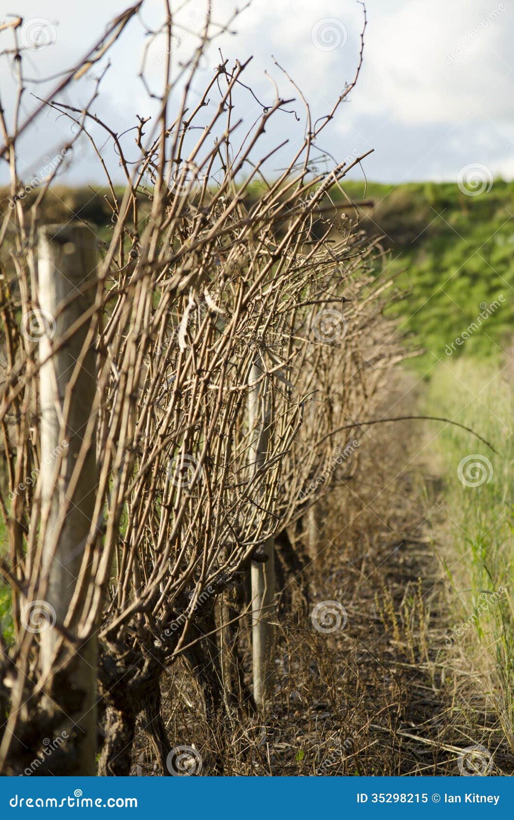 Vine branches stock image. Image of branches, cold, vineyard - 35298215