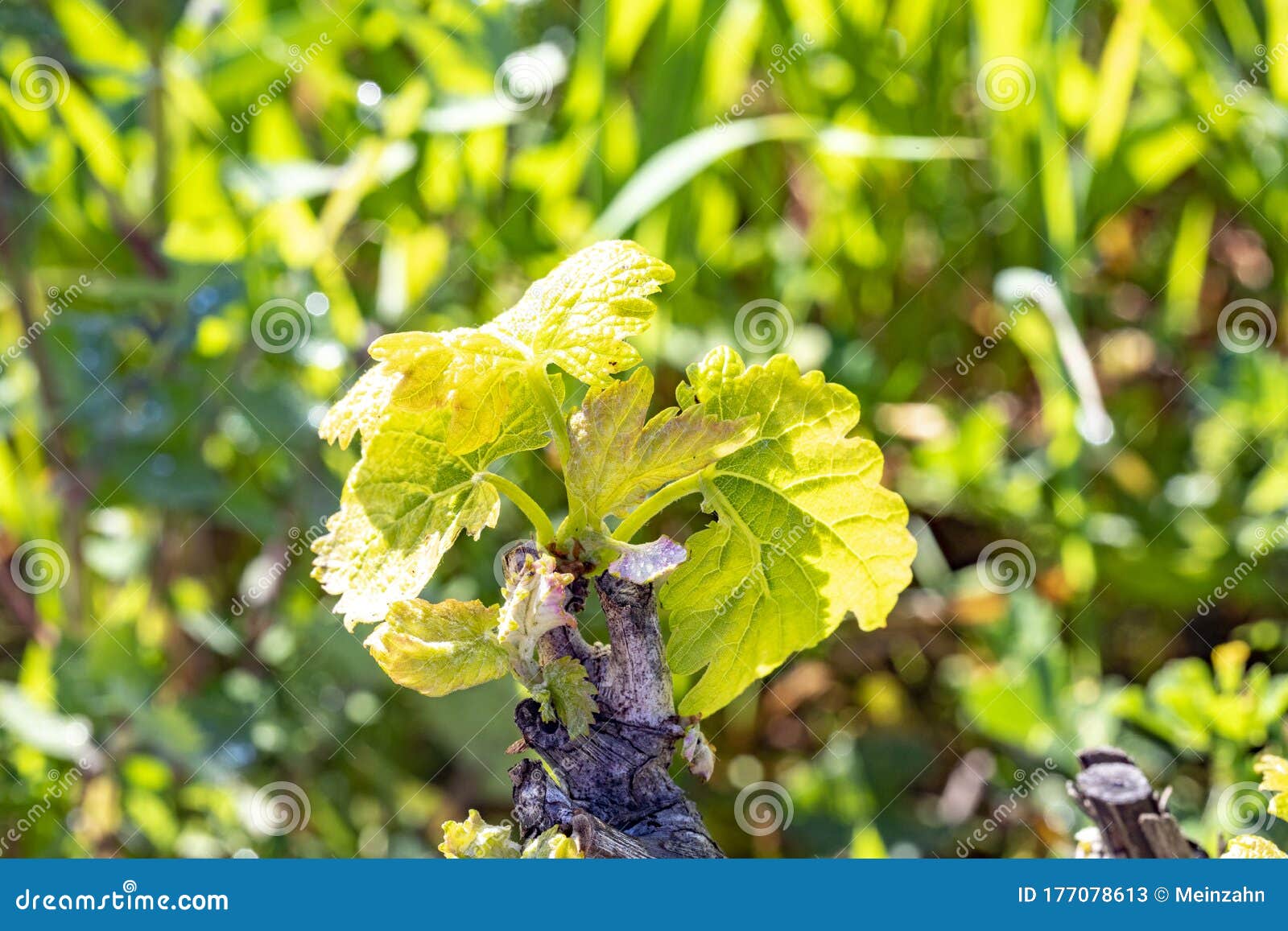 Vine Bud at an Old Grape Plant in the Vineyard Stock Image - Image of ...