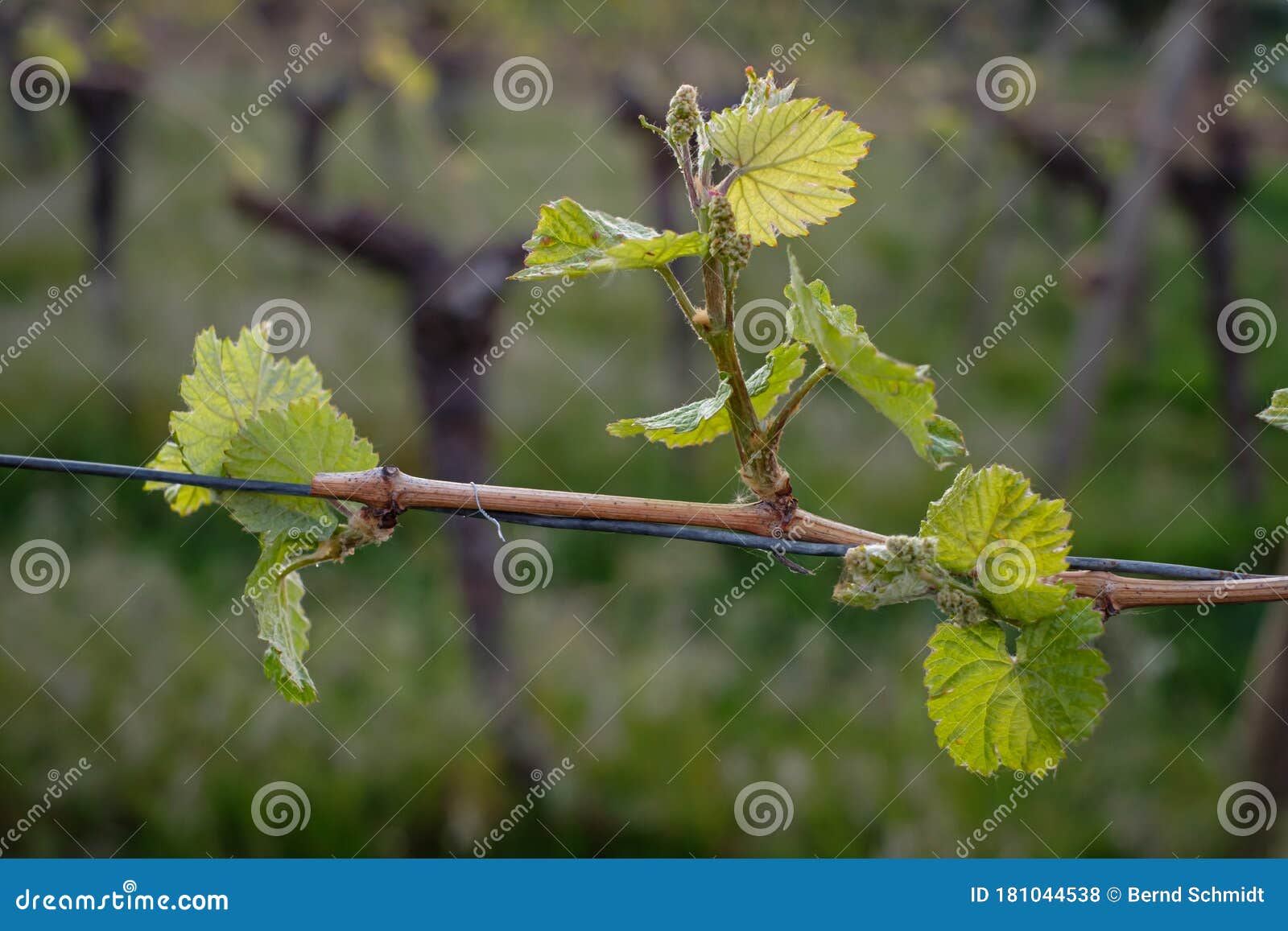 Vine with buds in spring stock photo. Image of nature - 181044538
