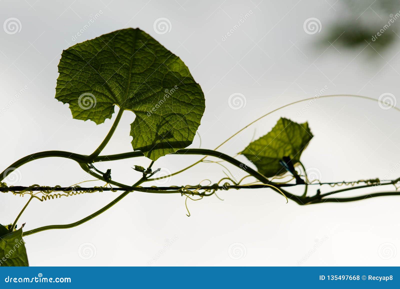 A vine cast over shadow stock photo. Image of leaf, flora - 135497668
