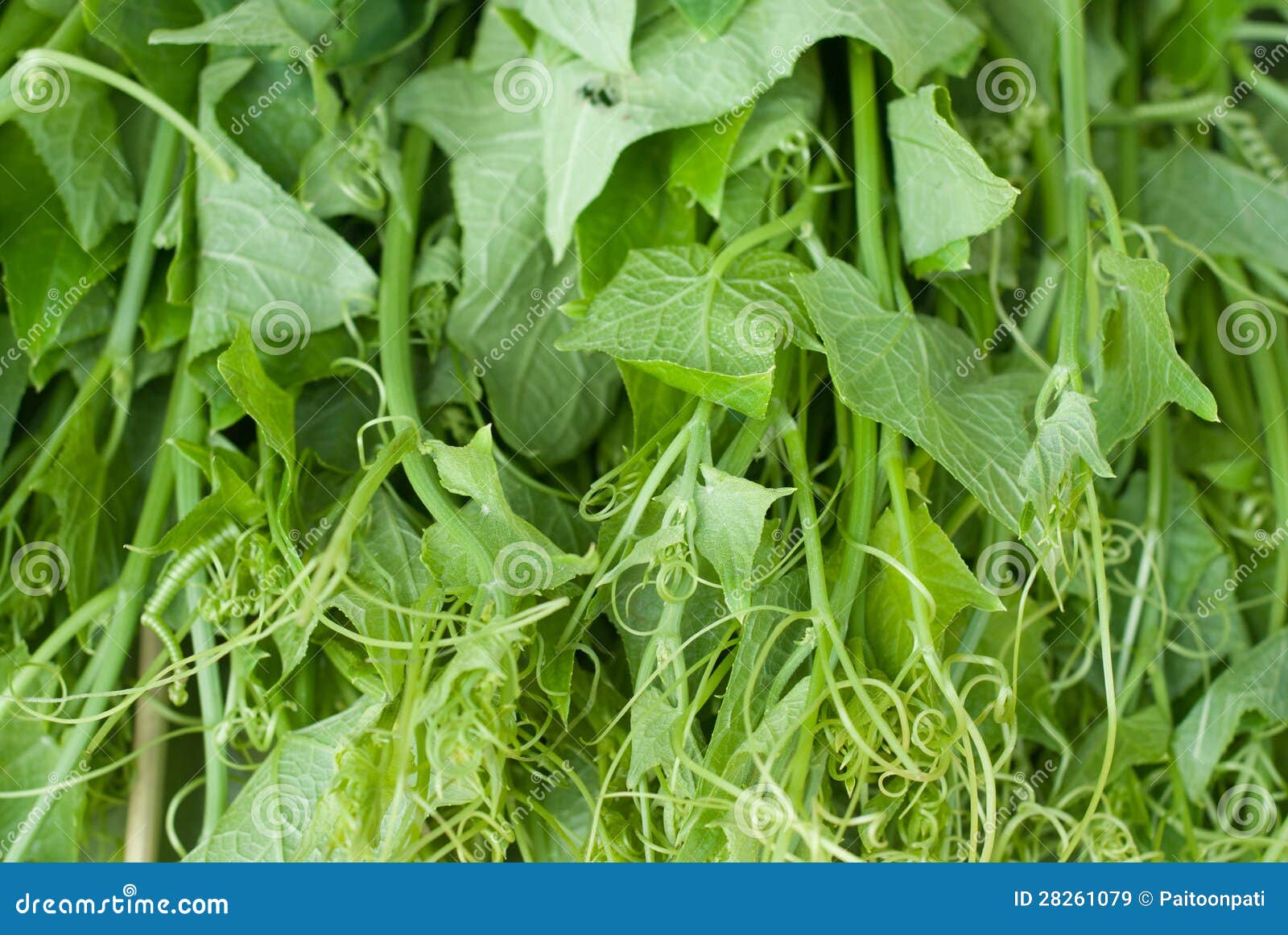 Vine of chayote stock image. Image of green, leafy, container - 28261079